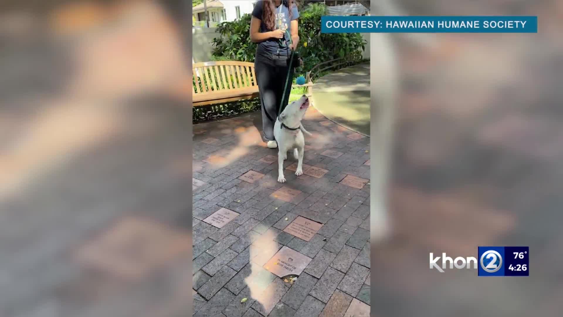 Willow needs a home – KHON2