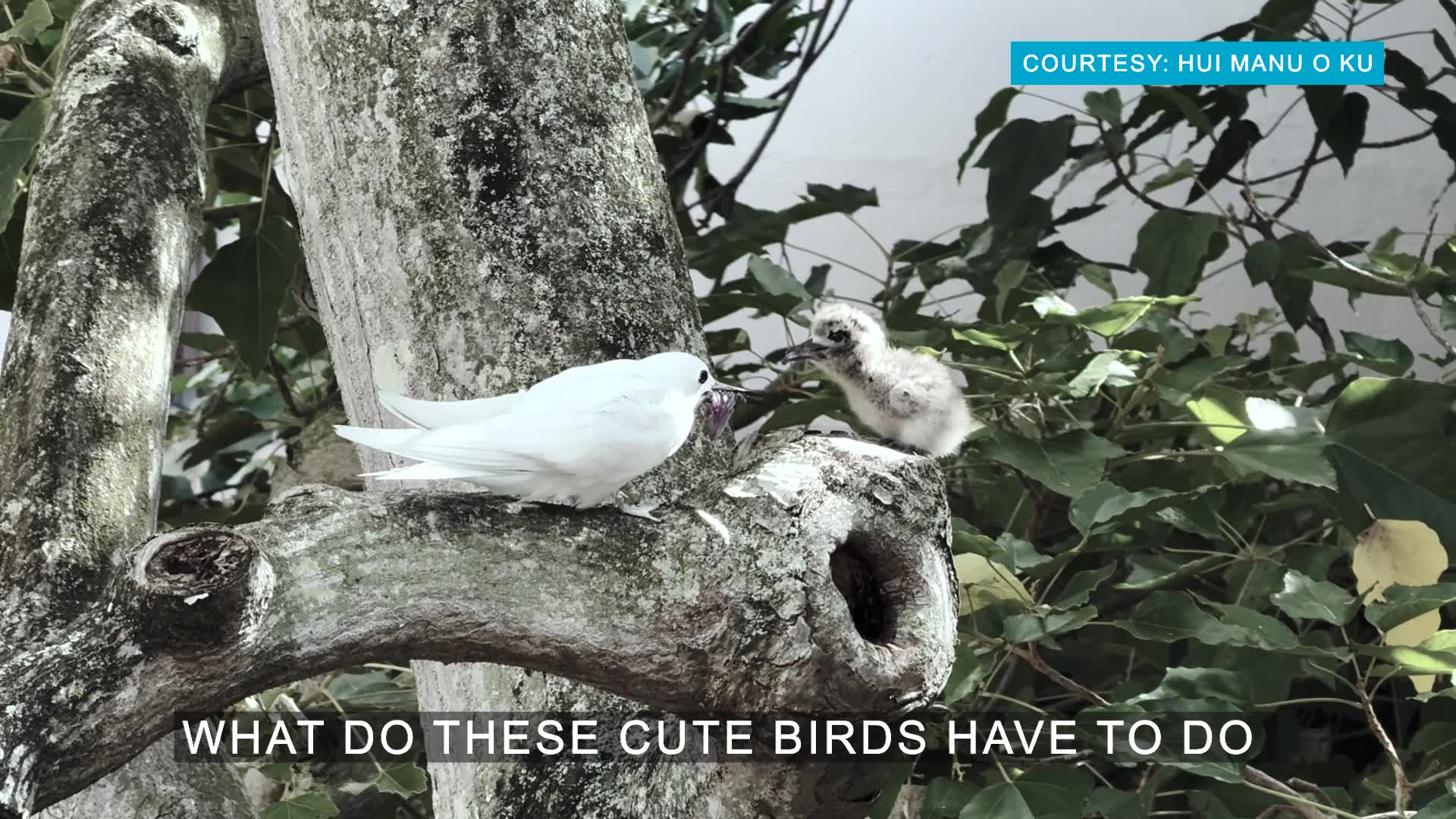 Why Honoluluʻs trees have blue ribbons – KHON2
