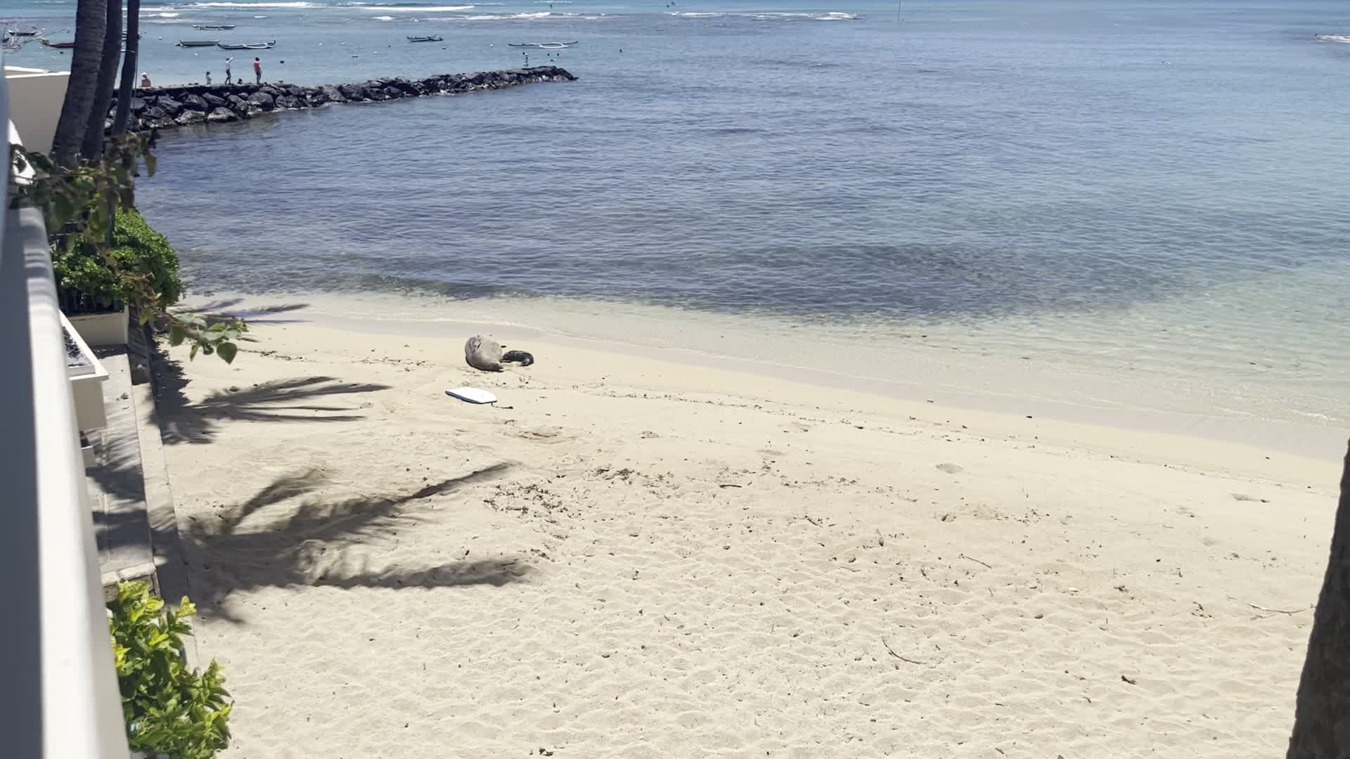 Kaiwi is seen resting after giving birth Friday morning – KHON2