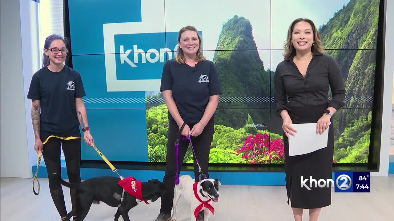 October is National Adopt a Shelter Dog Month: OAHU SPCA teams up with ...