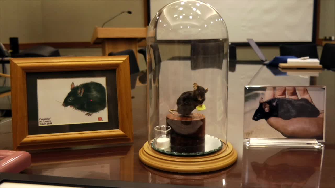 Cumulina, UH’s cloned mouse is headed to Washington – KHON2