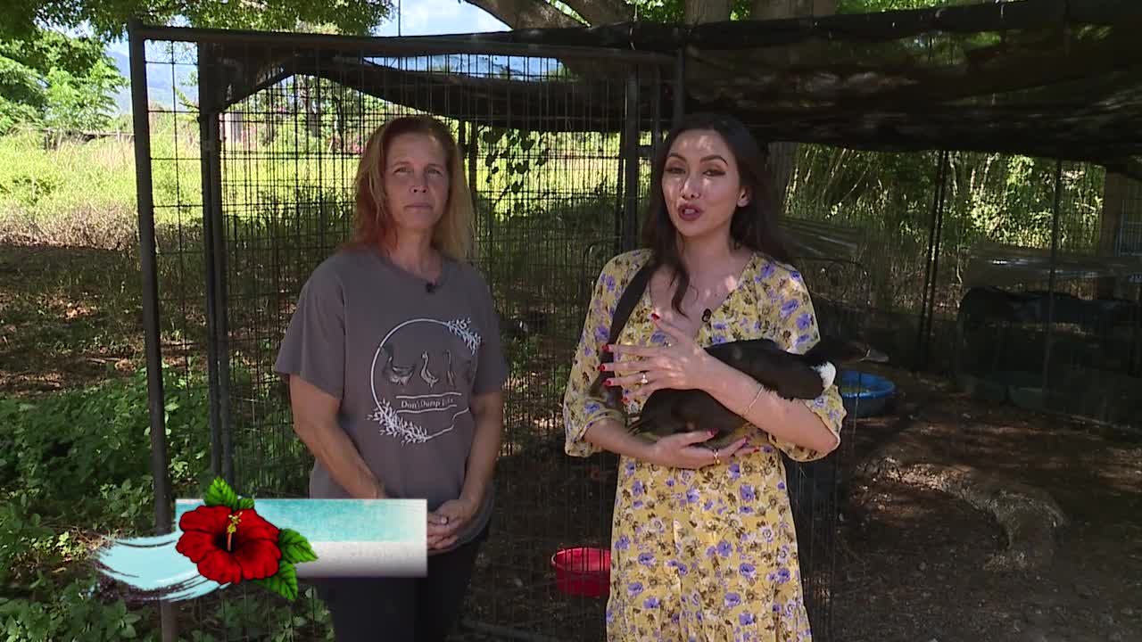 Susie’s Ducks gives waterfowl a second chance – KHON2