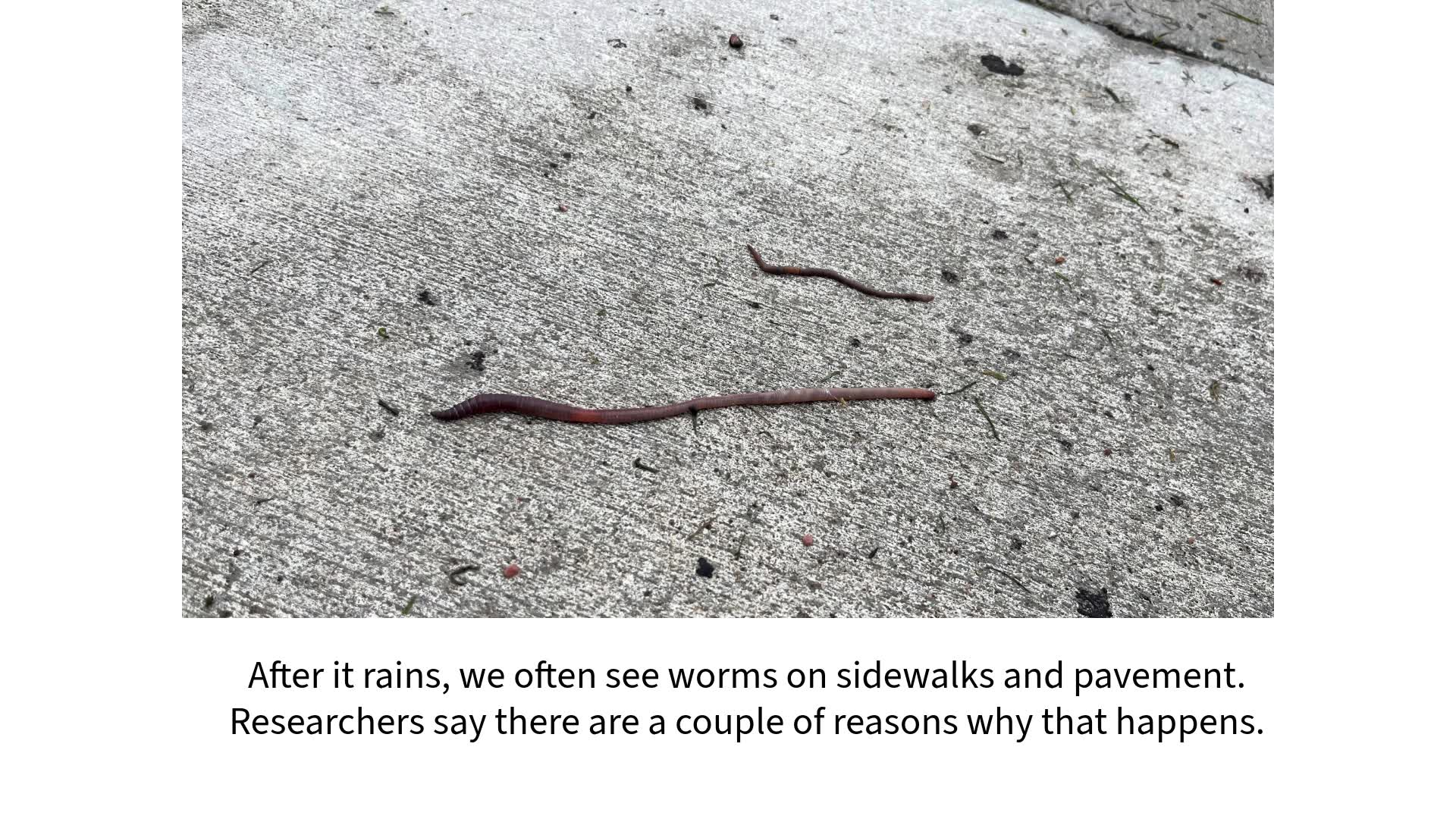 Why do we see worms after it rains? – KELOLAND.com