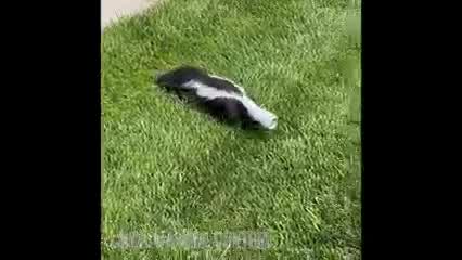 Skunk rescue – KLAS