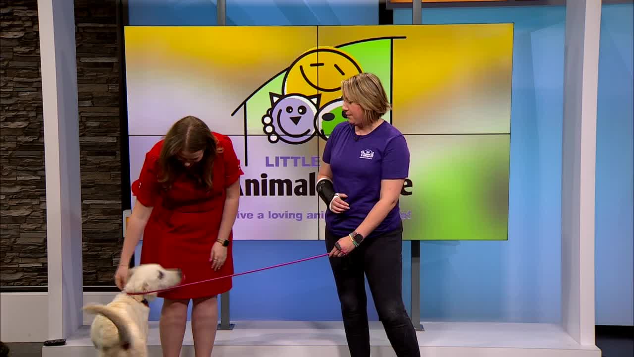 Thursday Fursday: Meet Bingo – KLRT – FOX16.com
