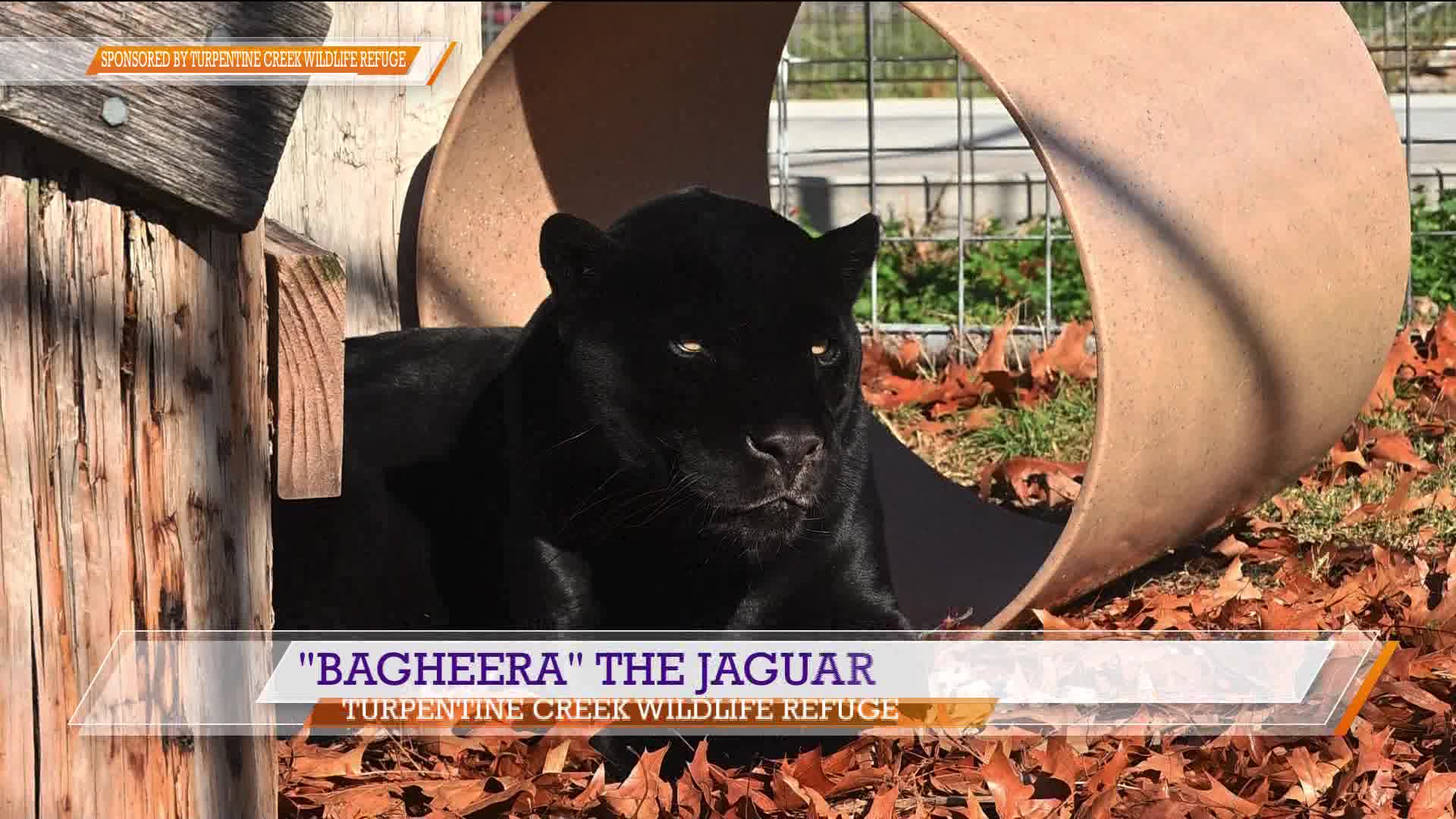 Meet Bagheera — Our Cat of the Week – KNWA FOX24