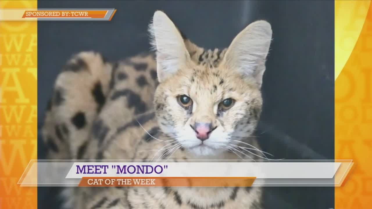 GoodDay NWA: Cat of the Week – KNWA FOX24