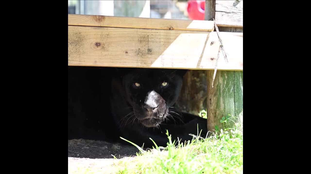 Meet “Bagheera” – Cat of the Week – KNWA FOX24