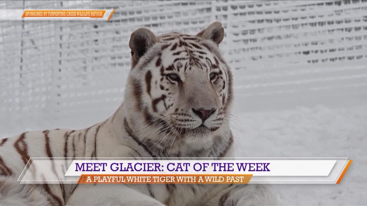 Meet Glacier – Cat of the Week – KNWA FOX24