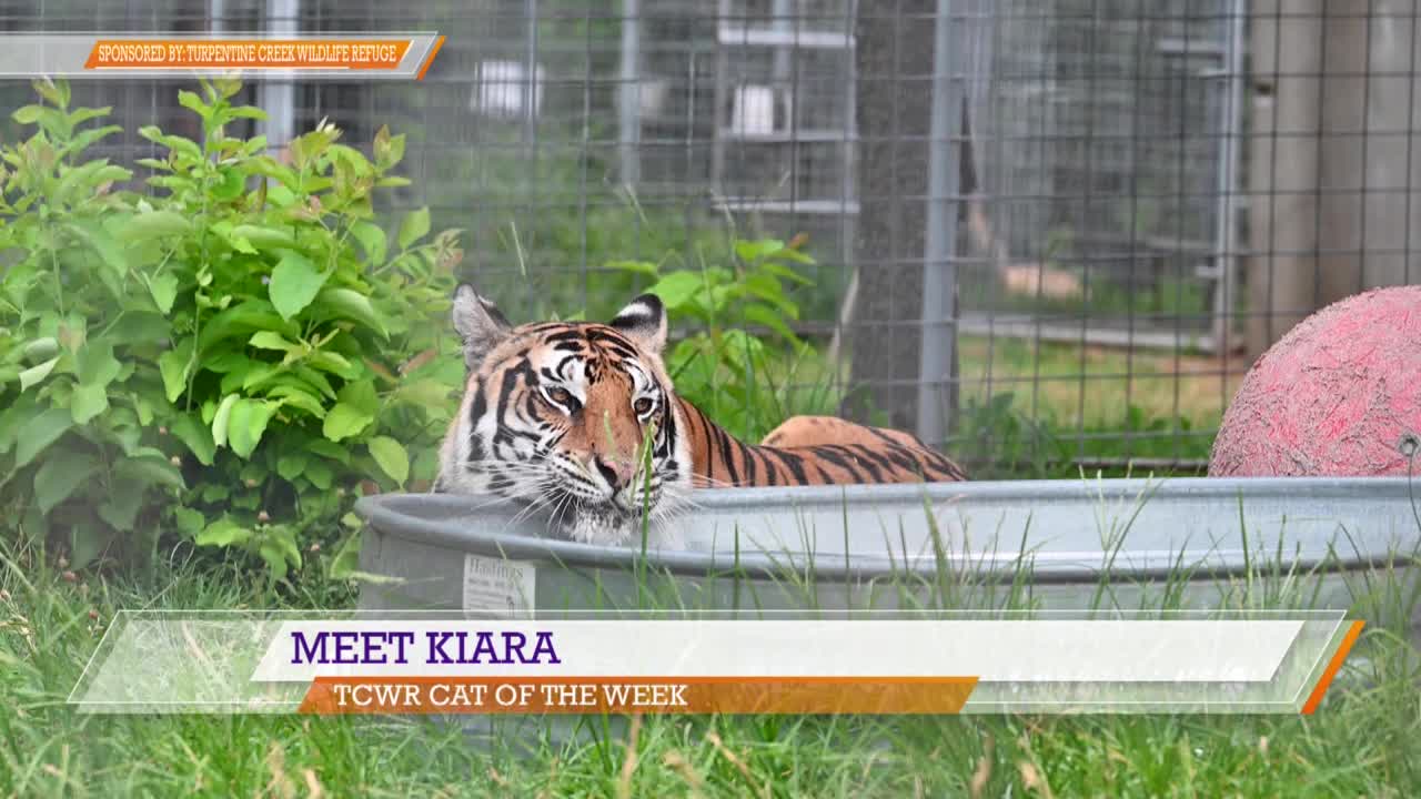Meet “Kiara” – Cat of the Week – KNWA FOX24