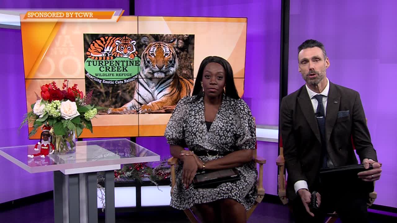 Good Day NWA: Cat of the Week Aurora – KNWA FOX24