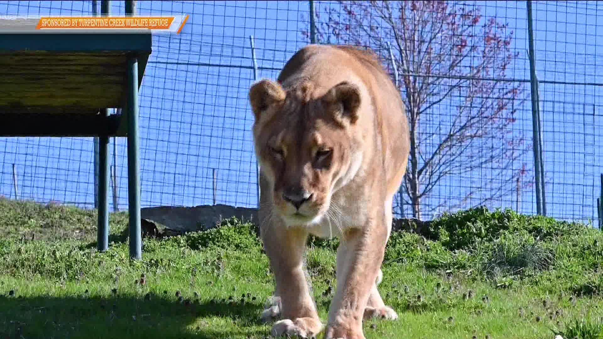 Meet Samira: Cat of the Week – KNWA FOX24