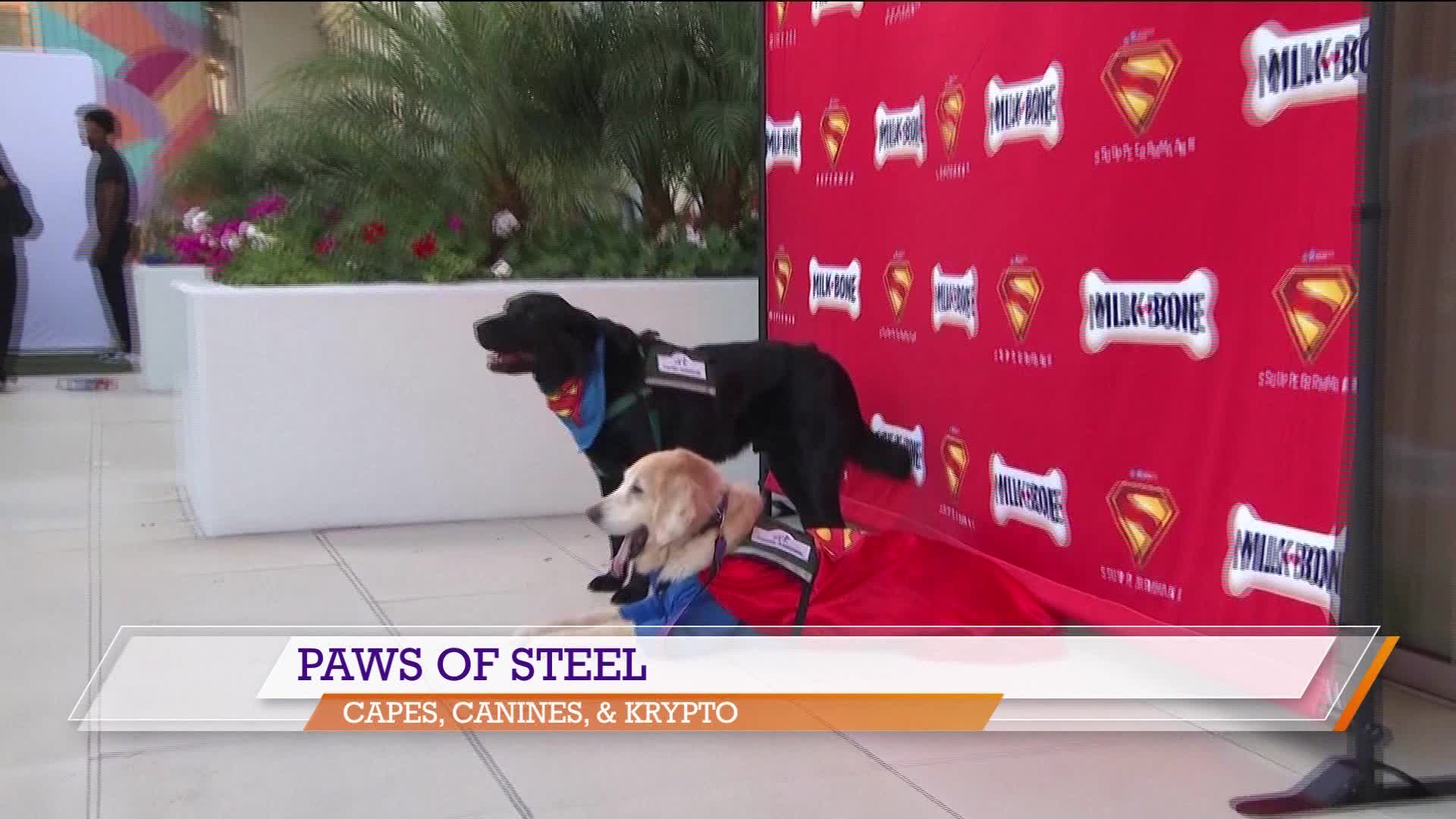K-9 Superdogs Celebrate Superman & More Movie News – KNWA FOX24