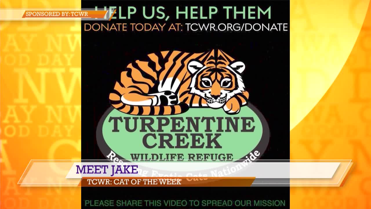 Meet “Jake” – Cat of the Week – KNWA FOX24