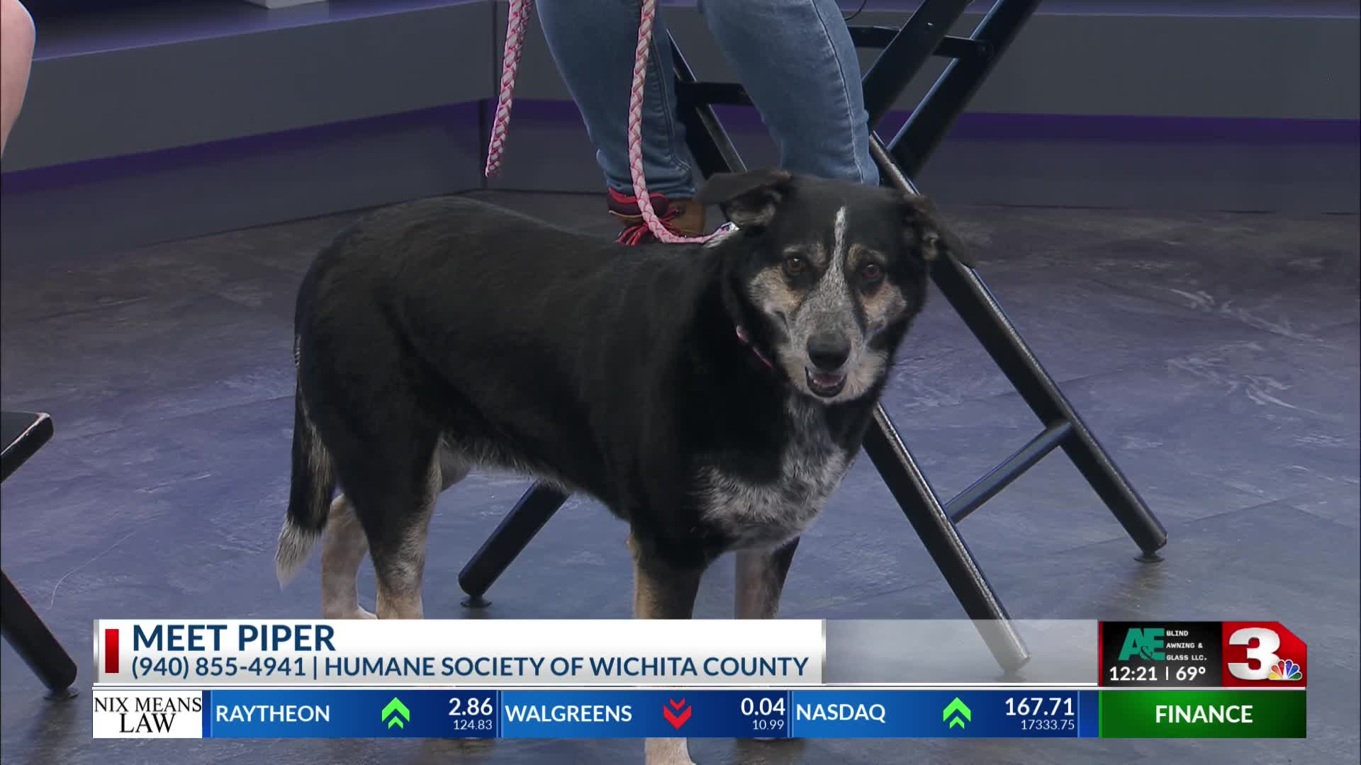 Meet Piper from the Humane Society of Wichita County! – Texomashomepage.com