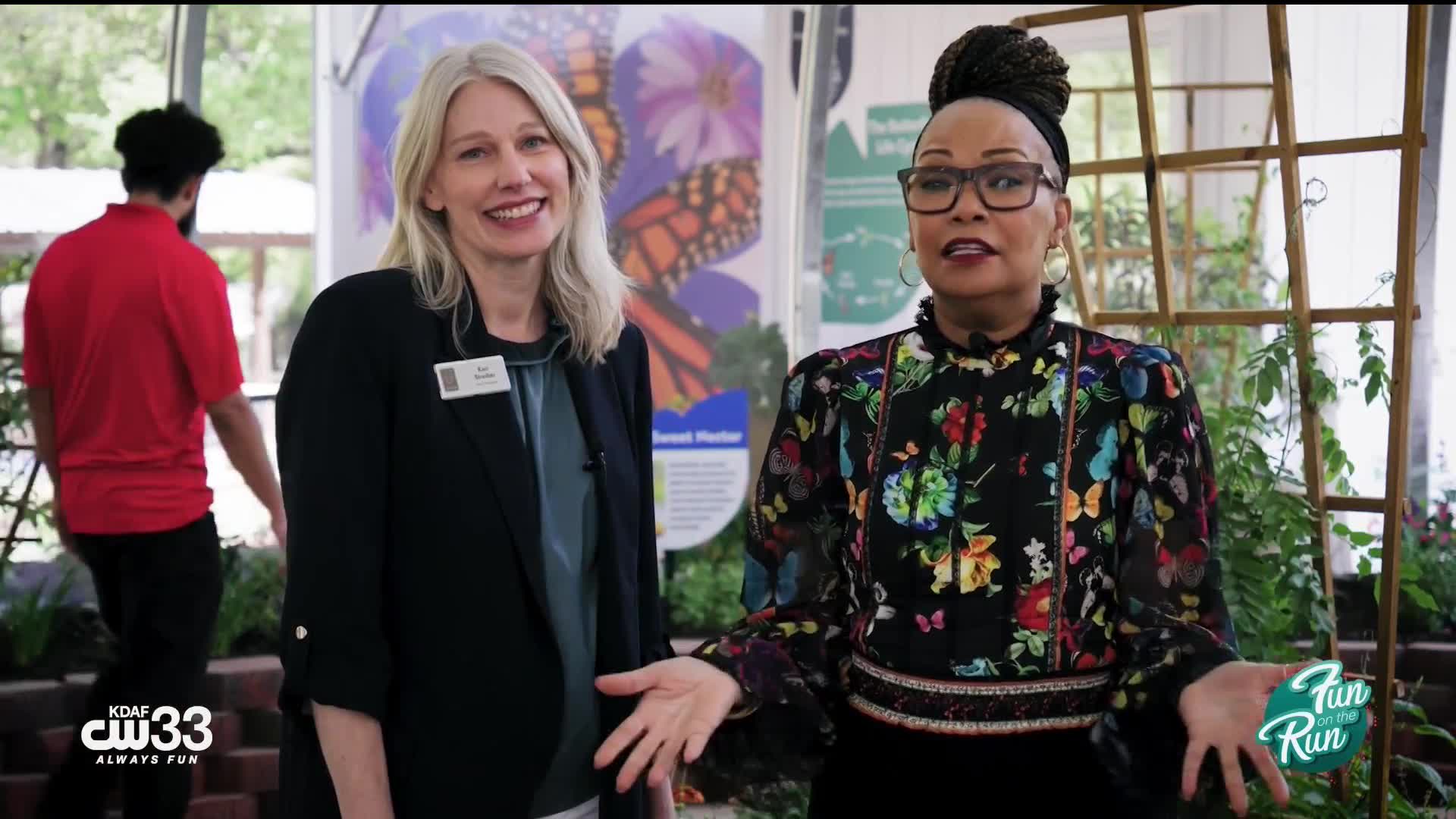 Discover the magic of butterflies at Dallas Zoo’s new exhibit – CW33 ...