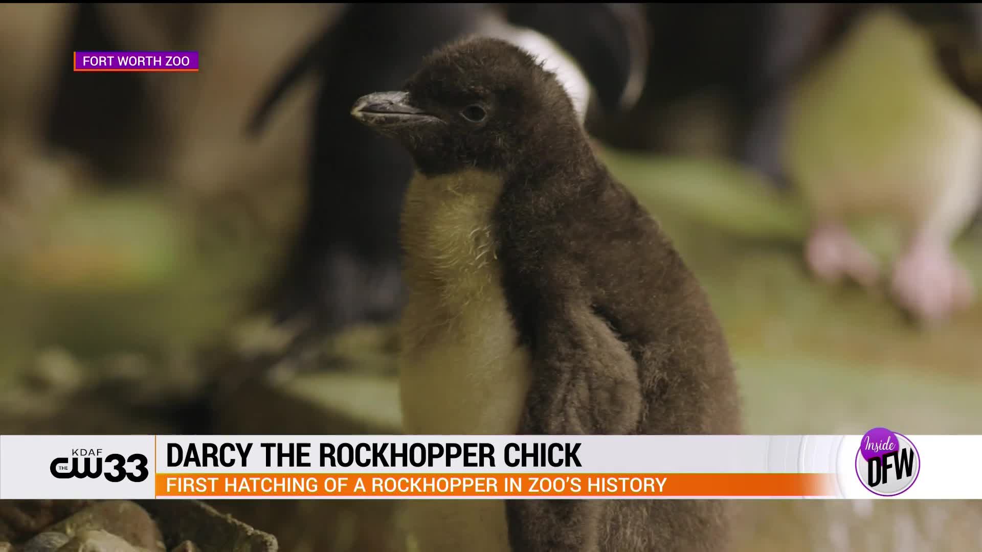 New Baby Penguin born at the Fort Worth Zoo – CW33 Dallas / Ft. Worth