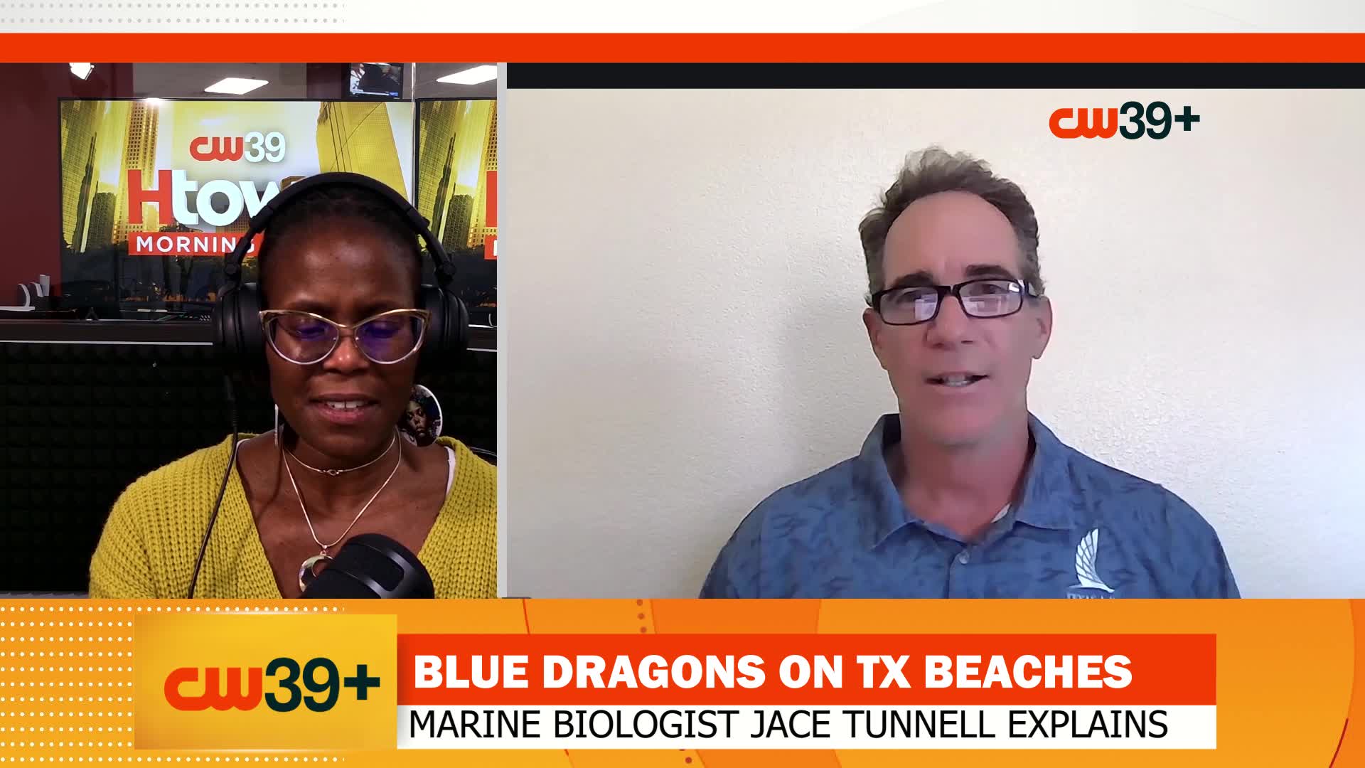 Tiny but venomous: Blue Dragons on Texas beaches – CW39 Houston