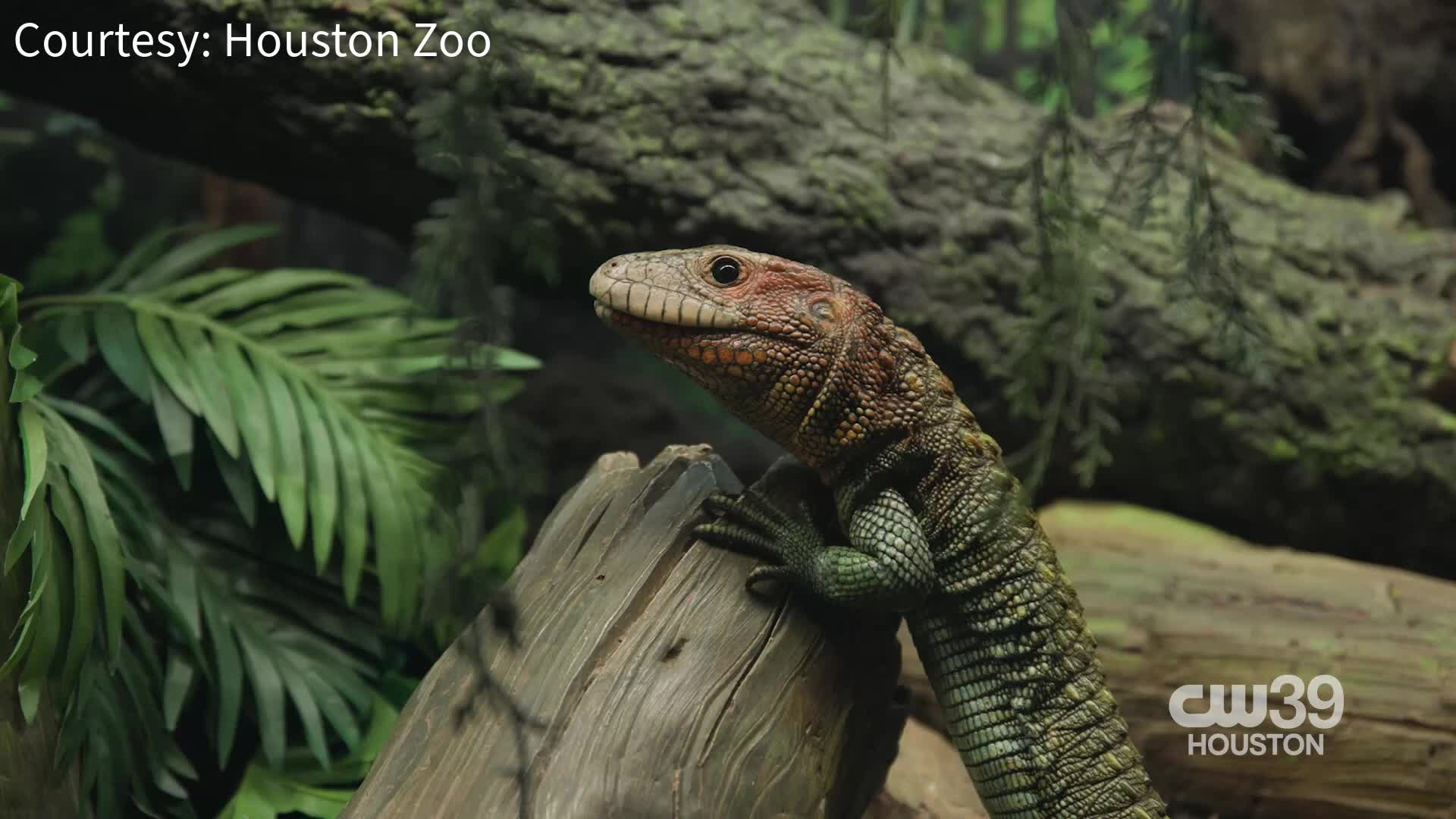 Lizard at Houston Zoo back in habitat after beating cancer – CW39 Houston
