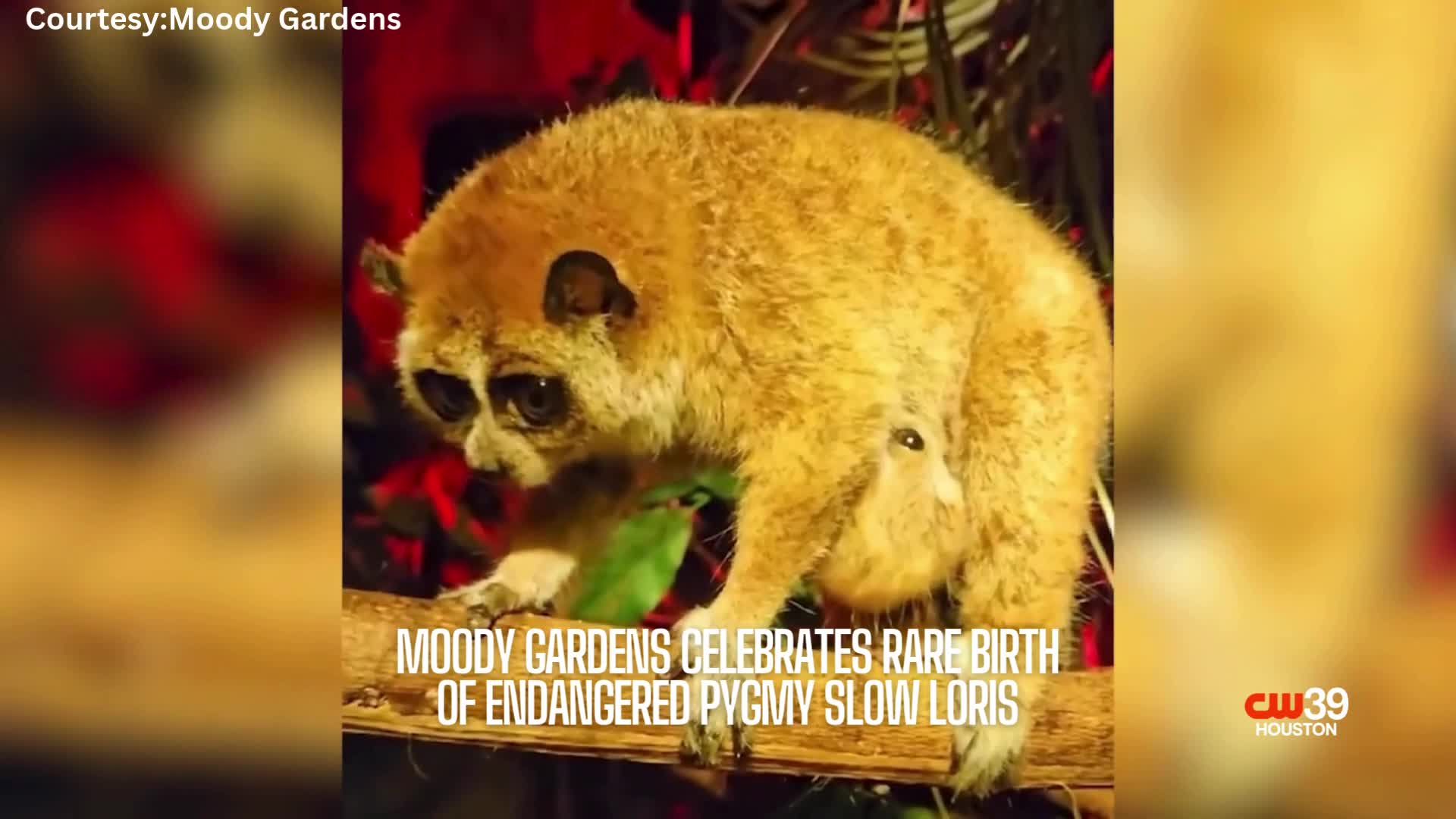 Moody Gardens celebrates rare birth of endangered pygmy slow loris ...