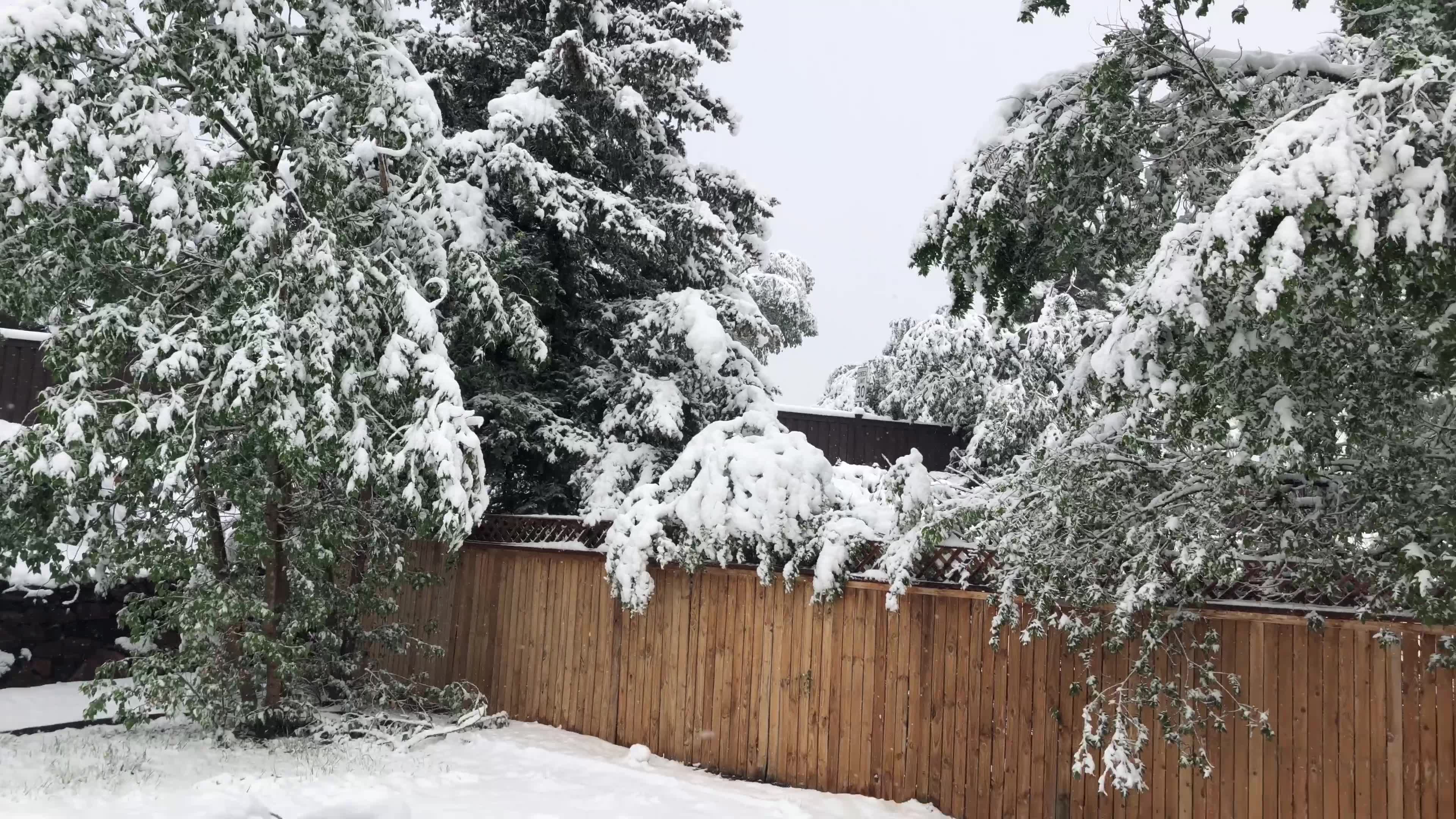 Downed tree branches in Centennial – FOX31 Denver