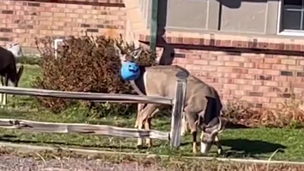 Deer gets snout stuck in plastic pumpkin – WJBF