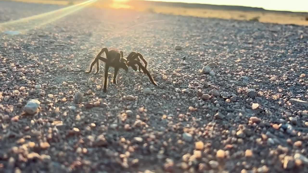 Watch: Tarantulas spotted as migration begins – FOX31 Denver