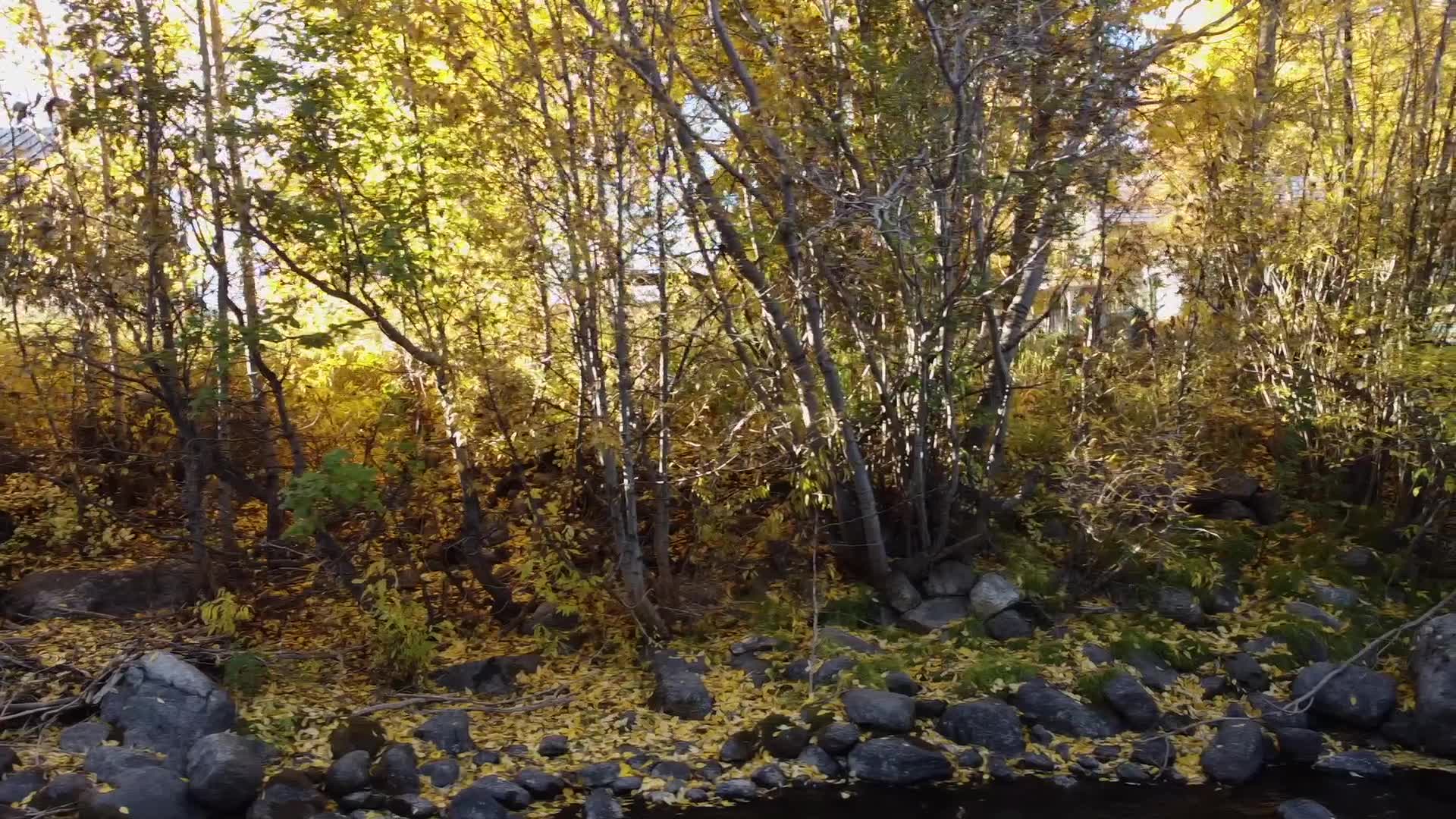 Peak fall foliage around Colorado 2023 – FOX31 Denver