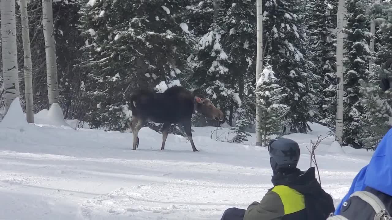 Close encounter with moose caught on camera at Steamboat Ski Resort ...