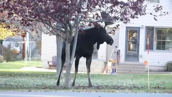 Watch: Moose shreds tree in Steamboat Springs – FOX31 Denver