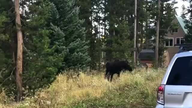 Moose walks away after being drugged, freed from net – FOX31 Denver