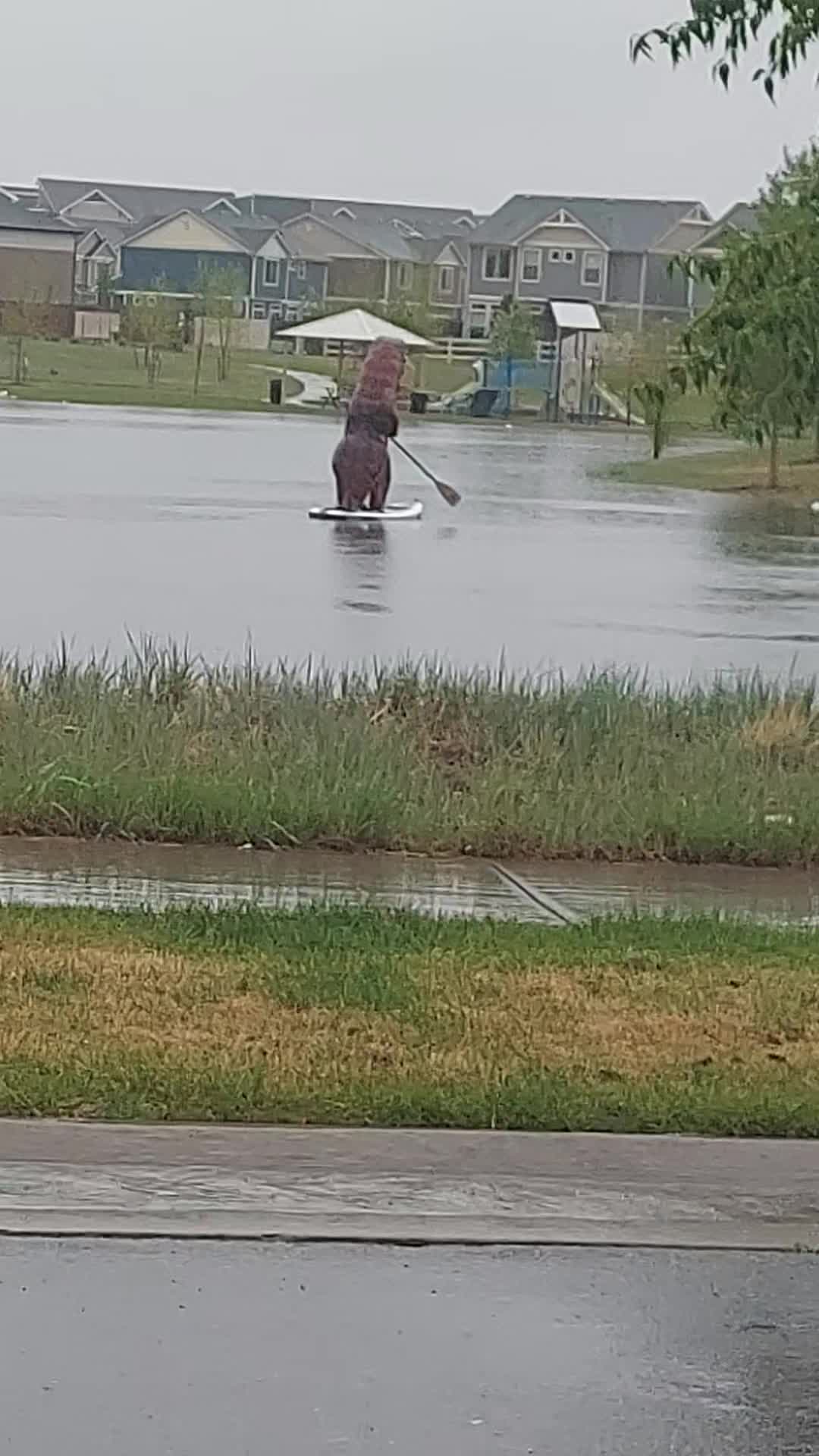 Dinosaur goes paddle boarding in flood waters – FOX21 News Colorado